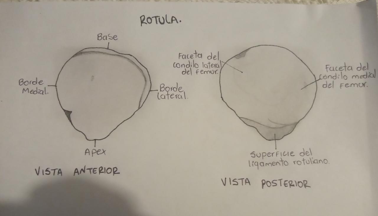2. ¿Cuáles son los huesos y articulaciones inmersas en los estudios ...