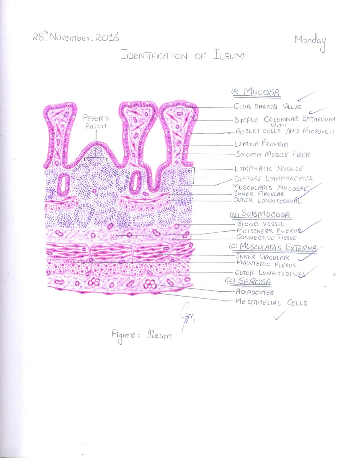 2nd Year Histology Diagrams