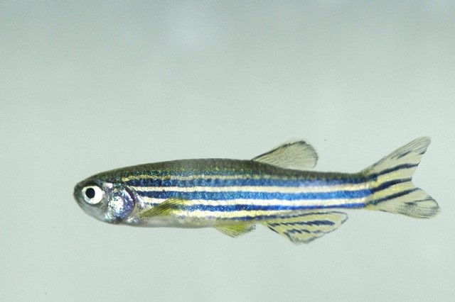 \ [PROFIL] Ikan Zebrafish
