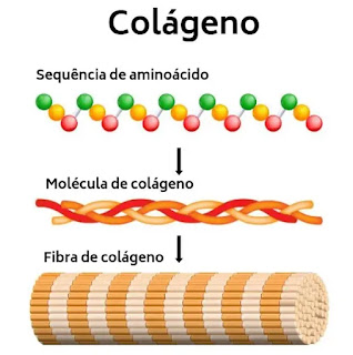 Nutrição e Assuntos Diversos: Colágeno