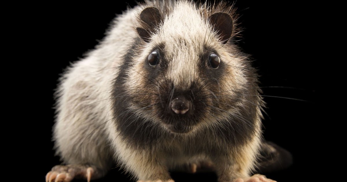 Insular Dwarfism and Gigantism: Philippine Giant Cloud Rats