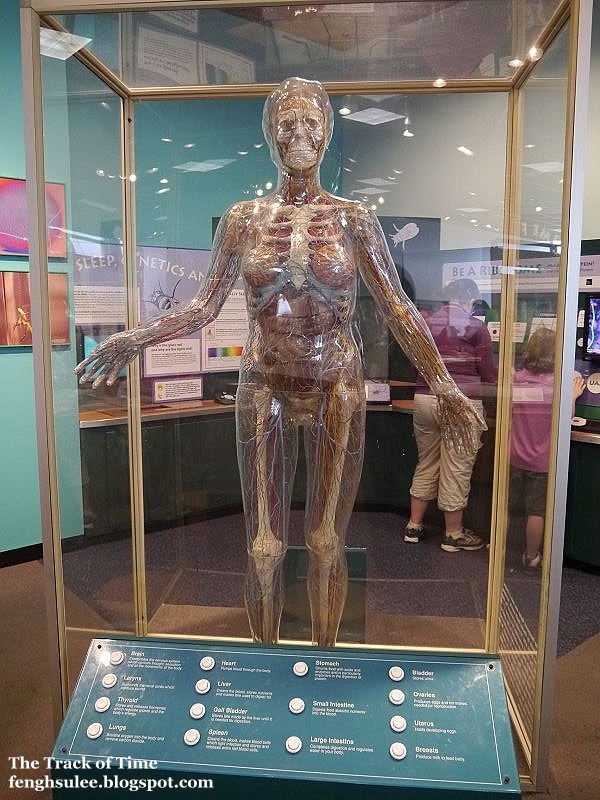 Museum of Science - The Human Body Connection | The Track of Time
