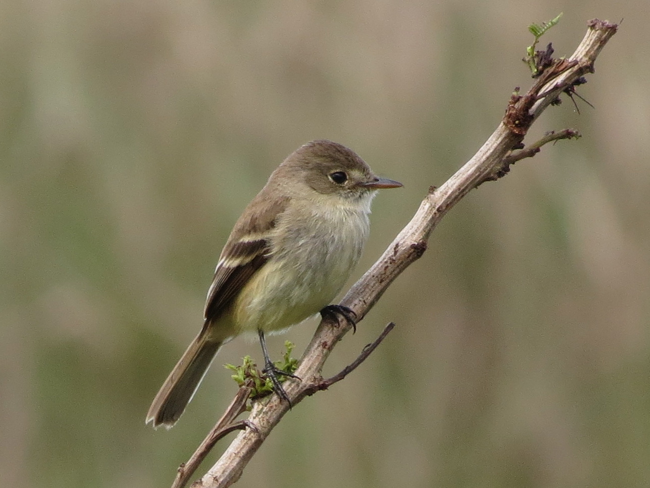 On the road: White-throated Flycatcher