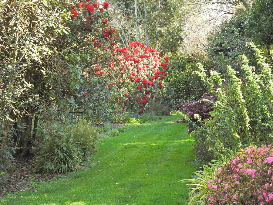 photographing New Zealand: pukeiti gardens