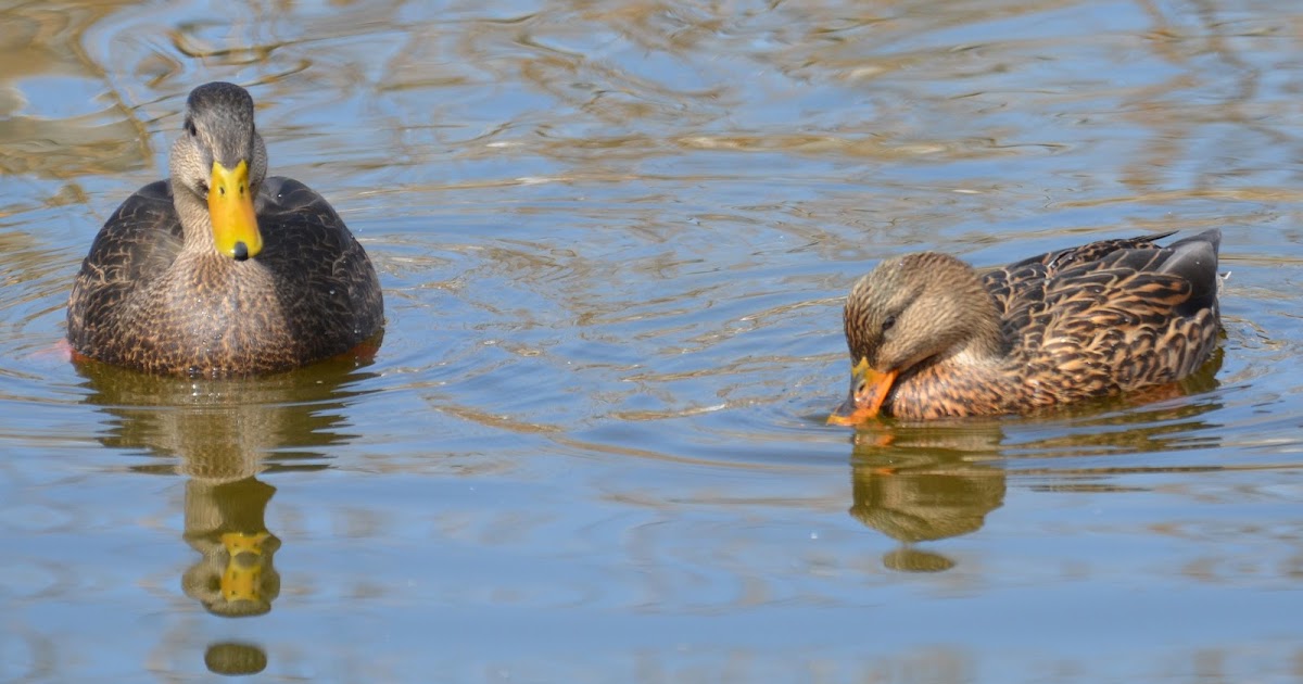 Urban Wildlife Guide: Duck Romance