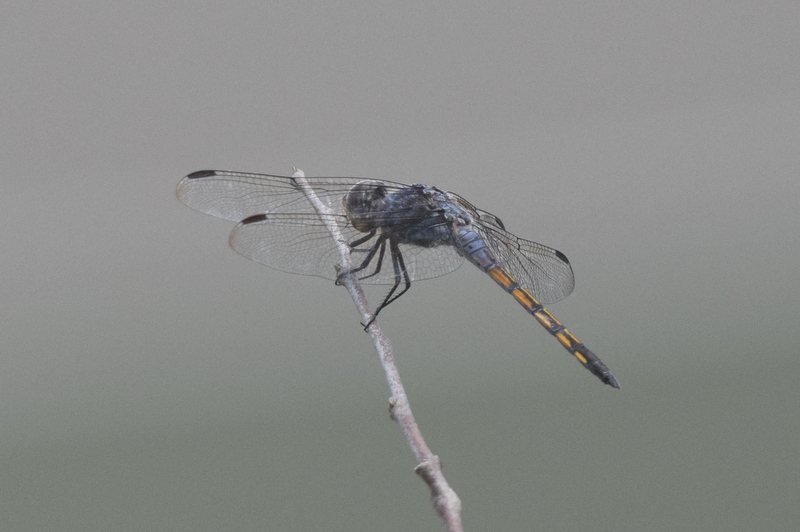 Singapore Wild Animals: Dragonflies