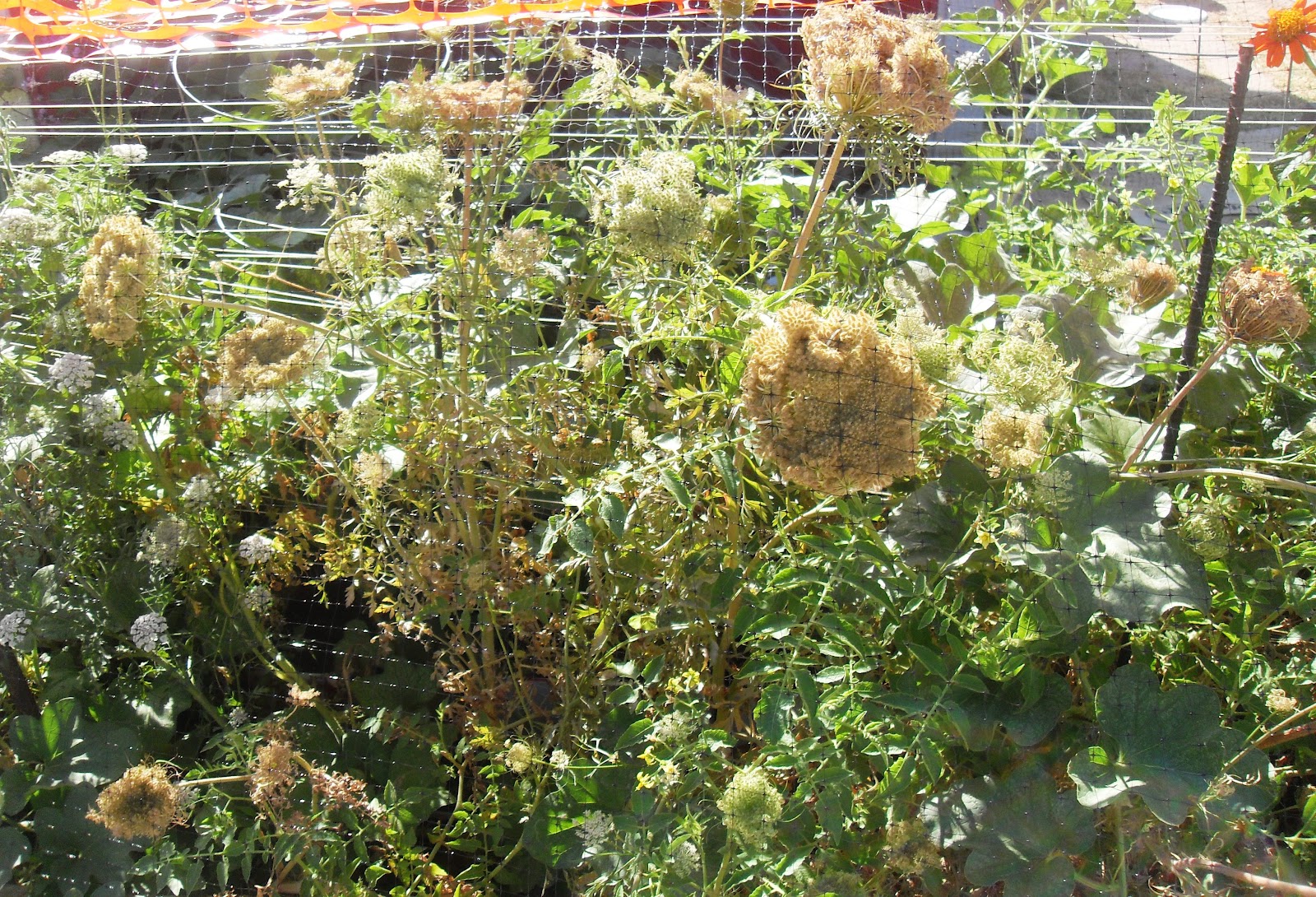 The Scientific Gardener: Purple Dragon Carrot Lifecycle