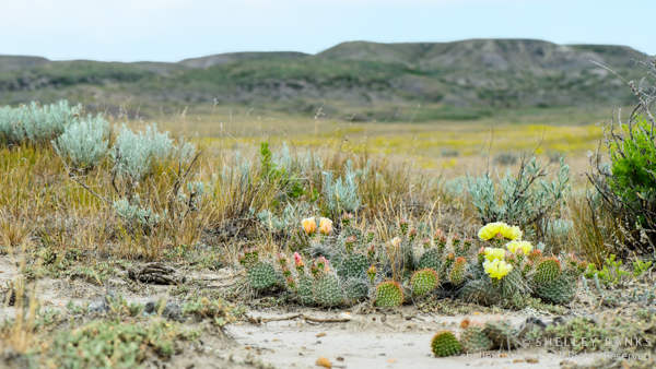 Prairie Wildflowers: Prickly Pear Cactus flowers in Grasslands National ...