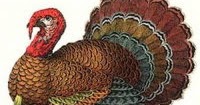 Love-Spanish.com: Pavo