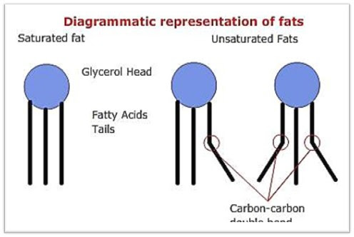 Student Study Notes: SPM Biology 4 Chemical Composition of the Cell ...