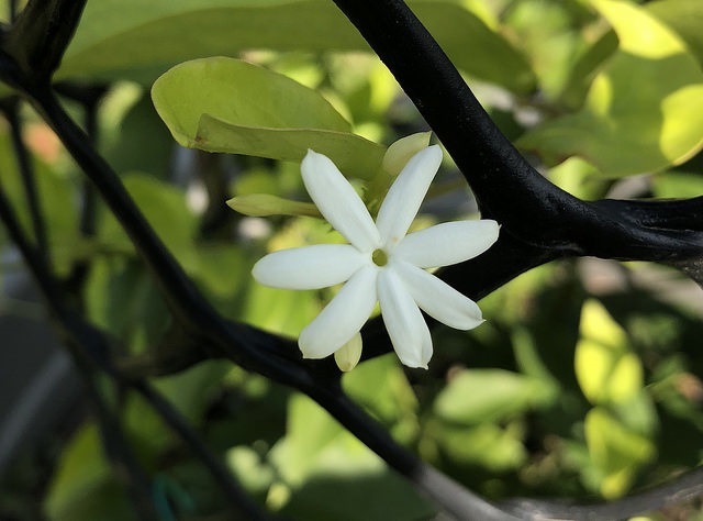 15+ Gambar Bunga Melati Cantik - ServerGambar01