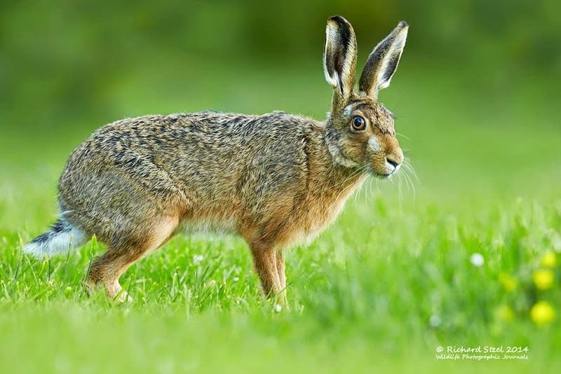 Wildlife Photographic Journals: Just the Hare Necessities