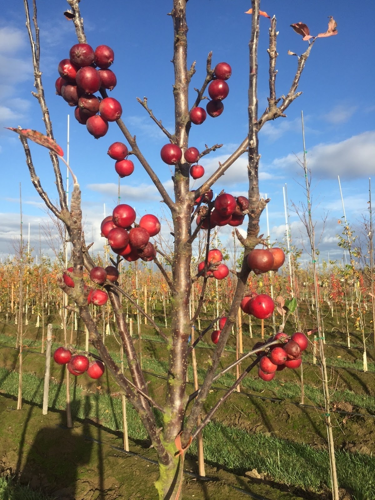 Всё о бегониях и не только...: Яблоня вяжущая (Malus х adstringens ...
