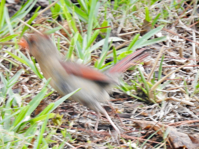 Wildewood Wonders: Northern Cardinal Fledglings in the Butterfly Garden