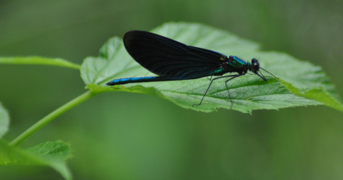 Norsk Zoologisk Forening Sørlandsavdelingen: Et flott insekt