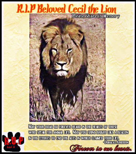RAISE UR PAW NEWS: The Death of A King - Famous Lion Cecil Killed by ...