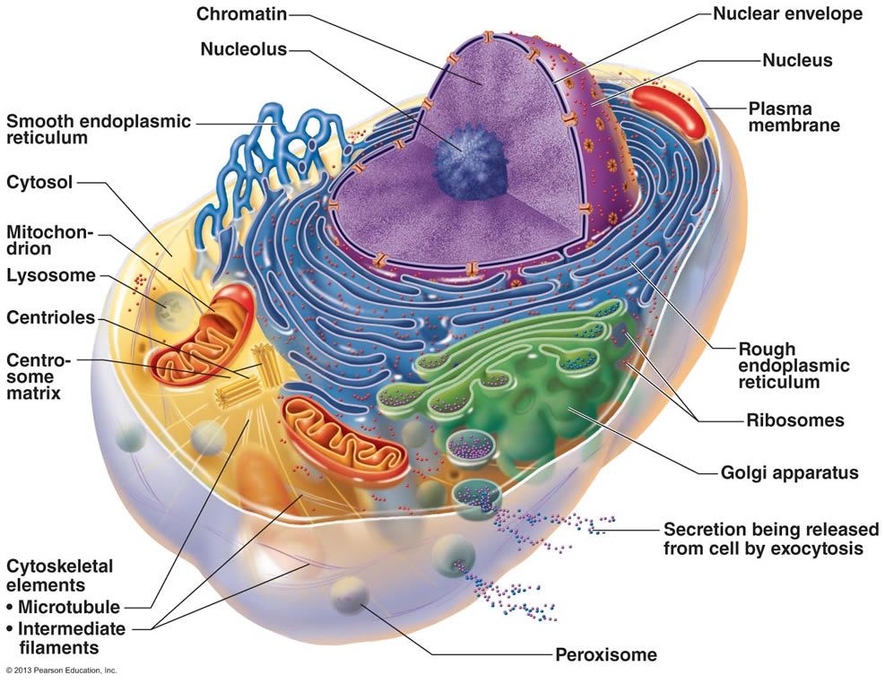 เซลล์ของสิ่งมีชีวิต ( Cell of Organisn ): โครงสร้างเซลล์สัตว์