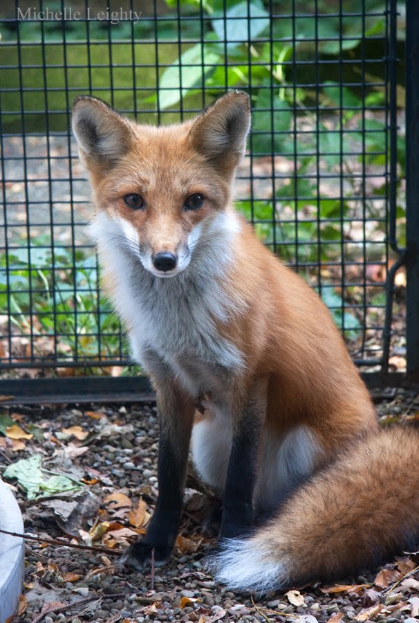 CMNH Wildlife Blog: Meet our new female Red Fox!
