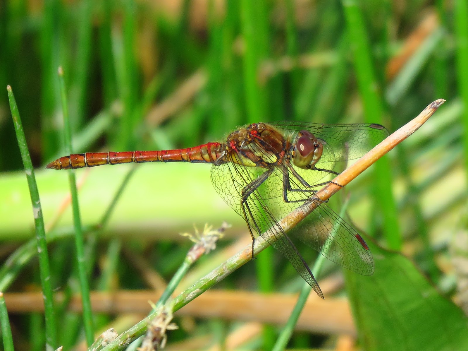 BugBlog: Hull Dragons 2020: July summary