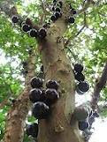 BRAZILIAN GRAPE TREE - LITTLE-KNOWN OUTSIDE ITS GROWING AREA: HEALTH ...