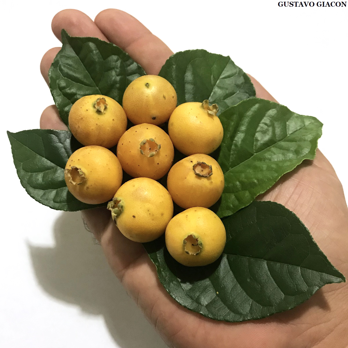 Viveiro Ciprest - Plantas Nativas e Exóticas: Guabiroba Amarela do ...