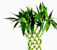 Garden Care Simplified: Unique Patterned Bamboo Plant Grow the Chinese ...