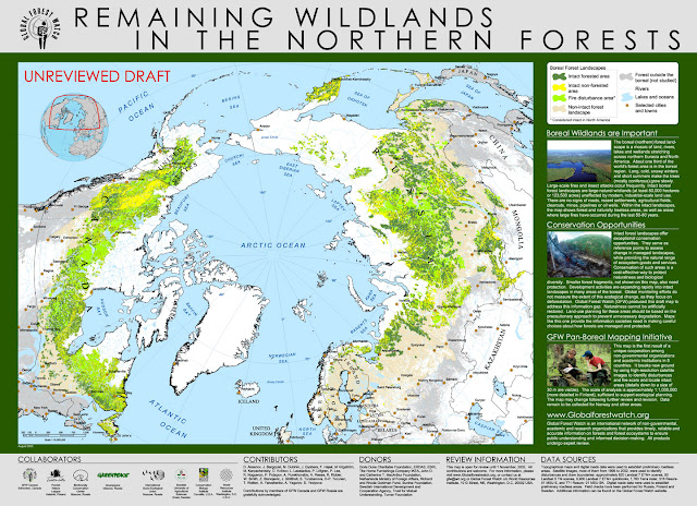 Los 18 mejores bosques del mundo ~ MicroNoticia.Net