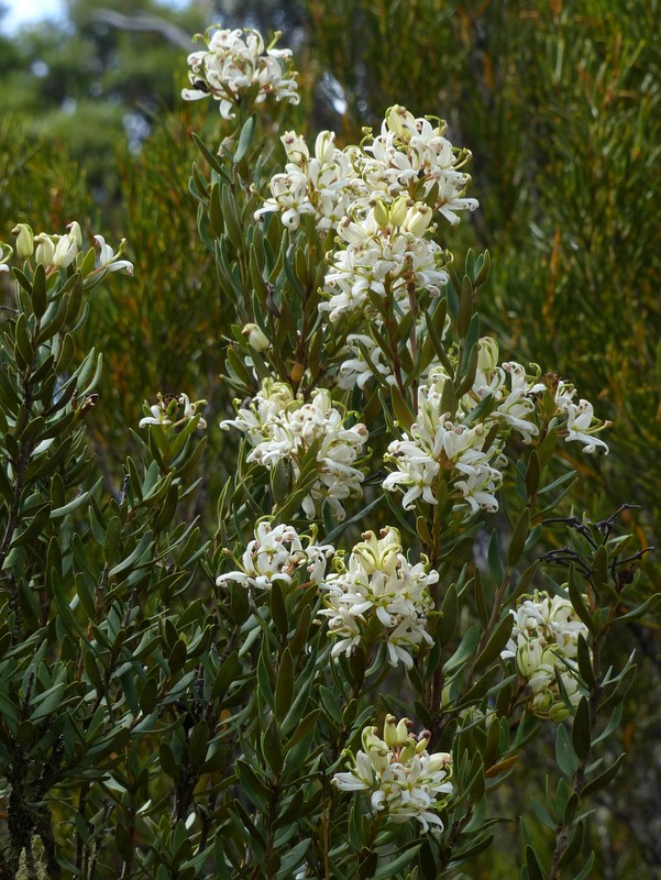 Ian Fraser, talking naturally: Proteaceae; the form-changers from Gondwana