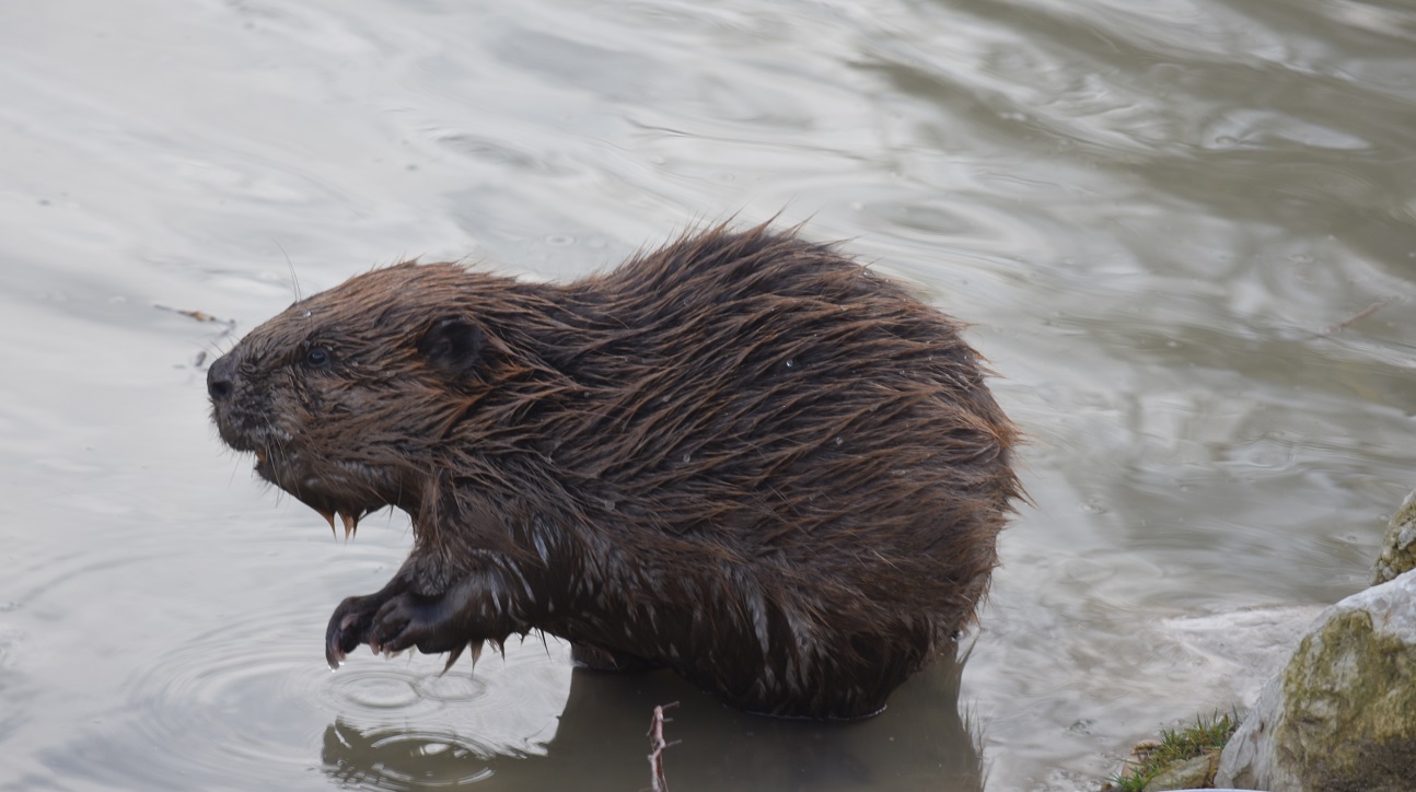 ZOOTOGRAFIANDO (6.100 ANIMALS): CASTOR EUROPEO / EURASIAN BEAVER ...