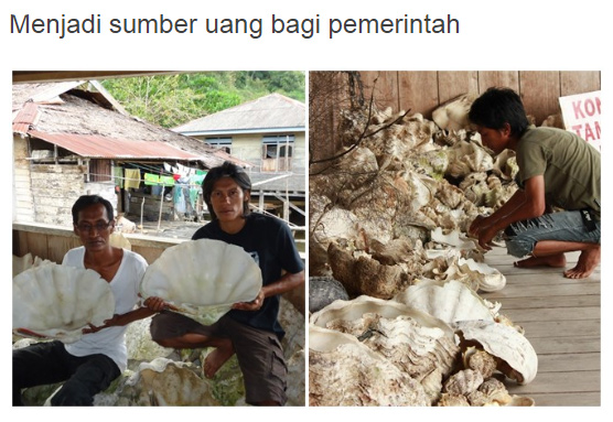 Mengenal Kerang Kima, Hewan Laut Super Langka yang Keberadaanya Membuat ...