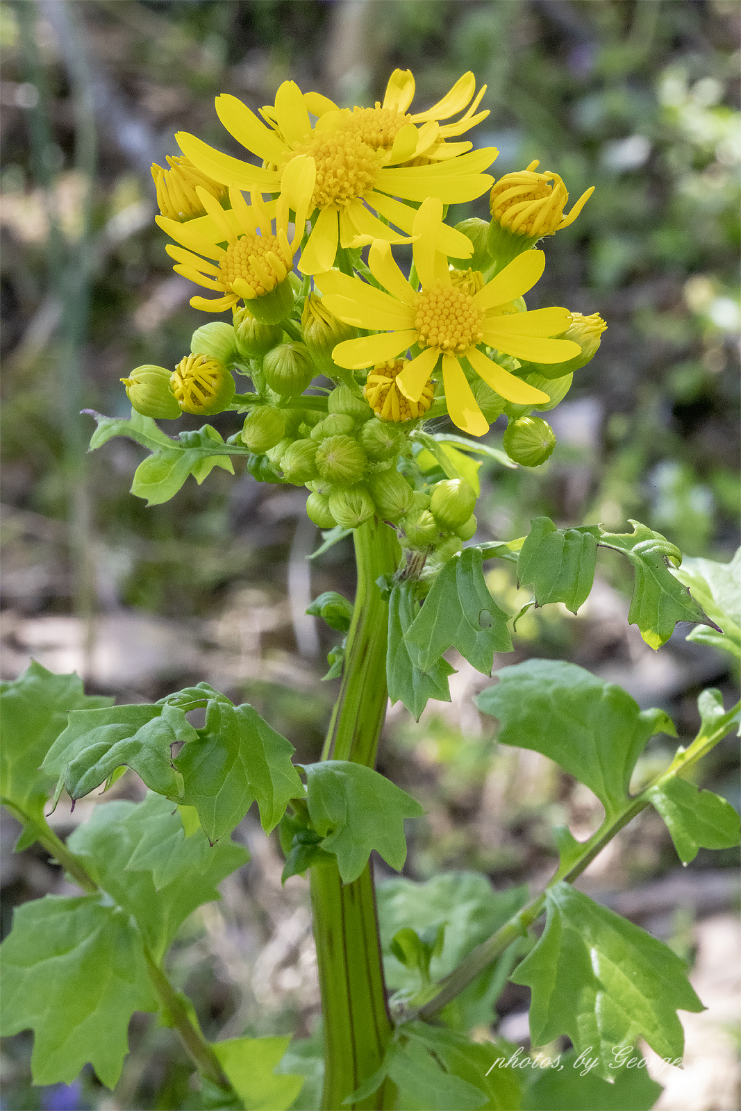 "What's Blooming Now"