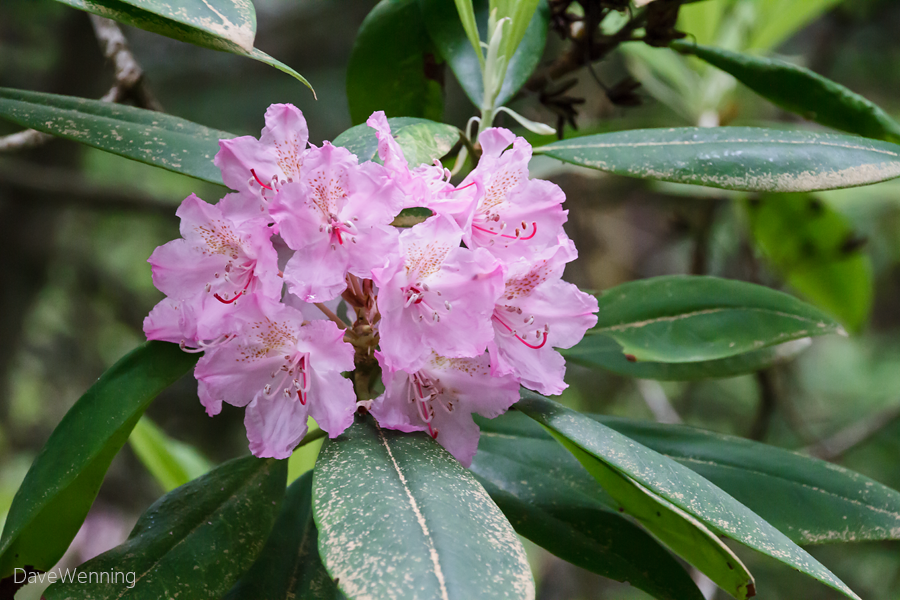 My 2014 Pacific Rhododendron Adventure