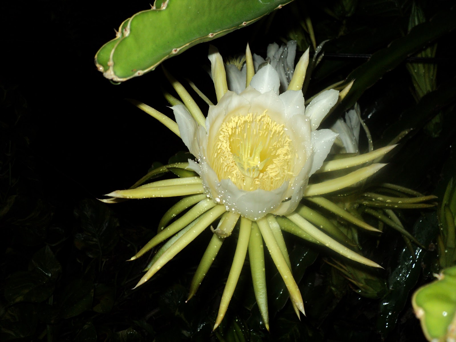 Luci Benevente Bassani - Lubebas : Damas da noite - Flor da Lua -No ...