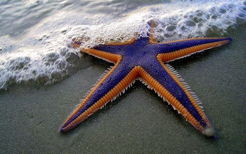 The Presurfer: The Colorful And Bizarre World Of Starfish
