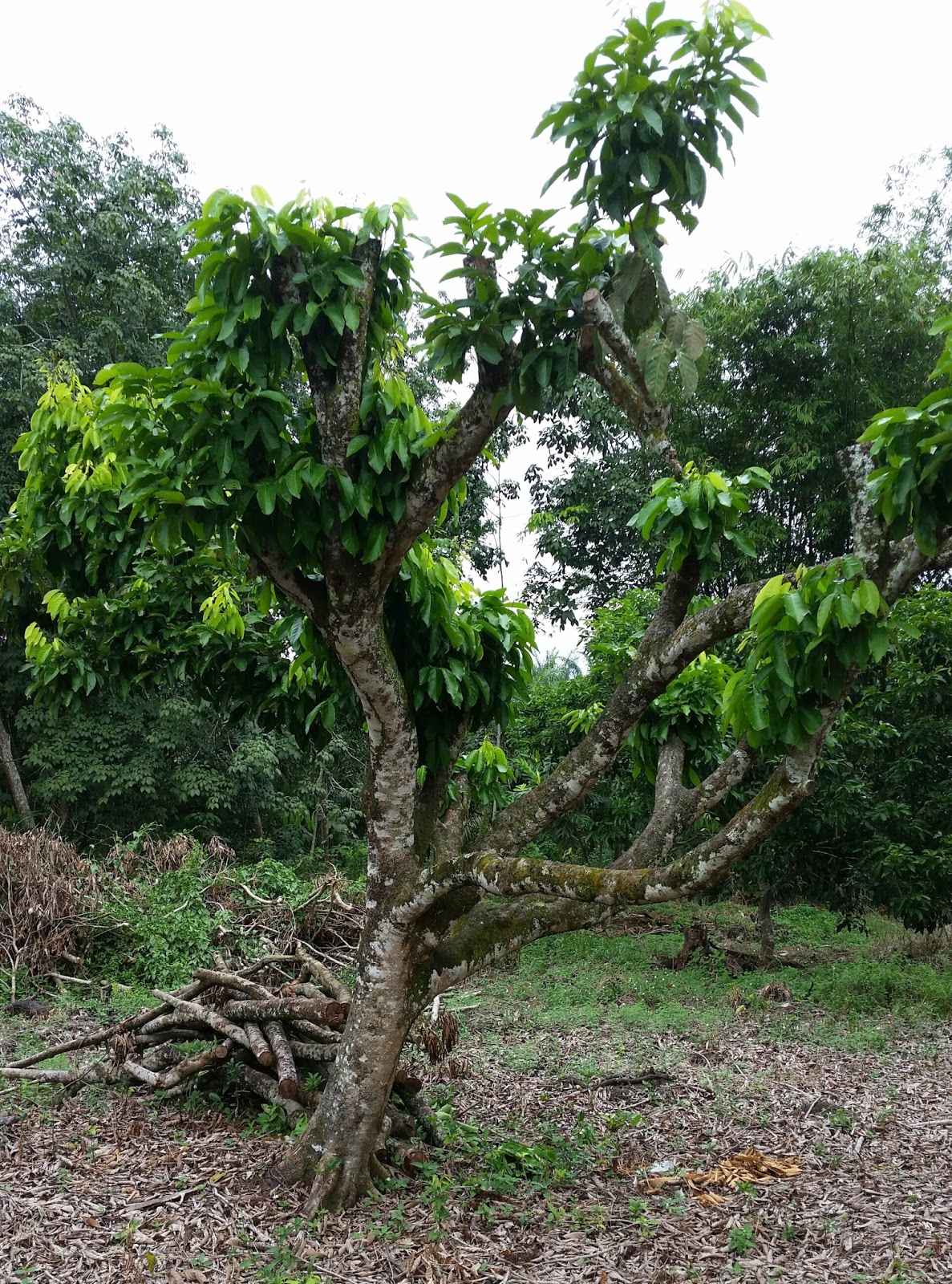 Warisan Petani: Pemangkasan Pokok Rambutan