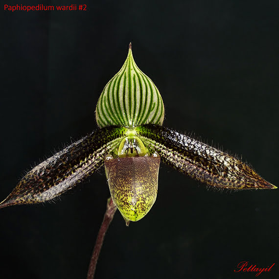 Paphiopedilum wardii Summerh.