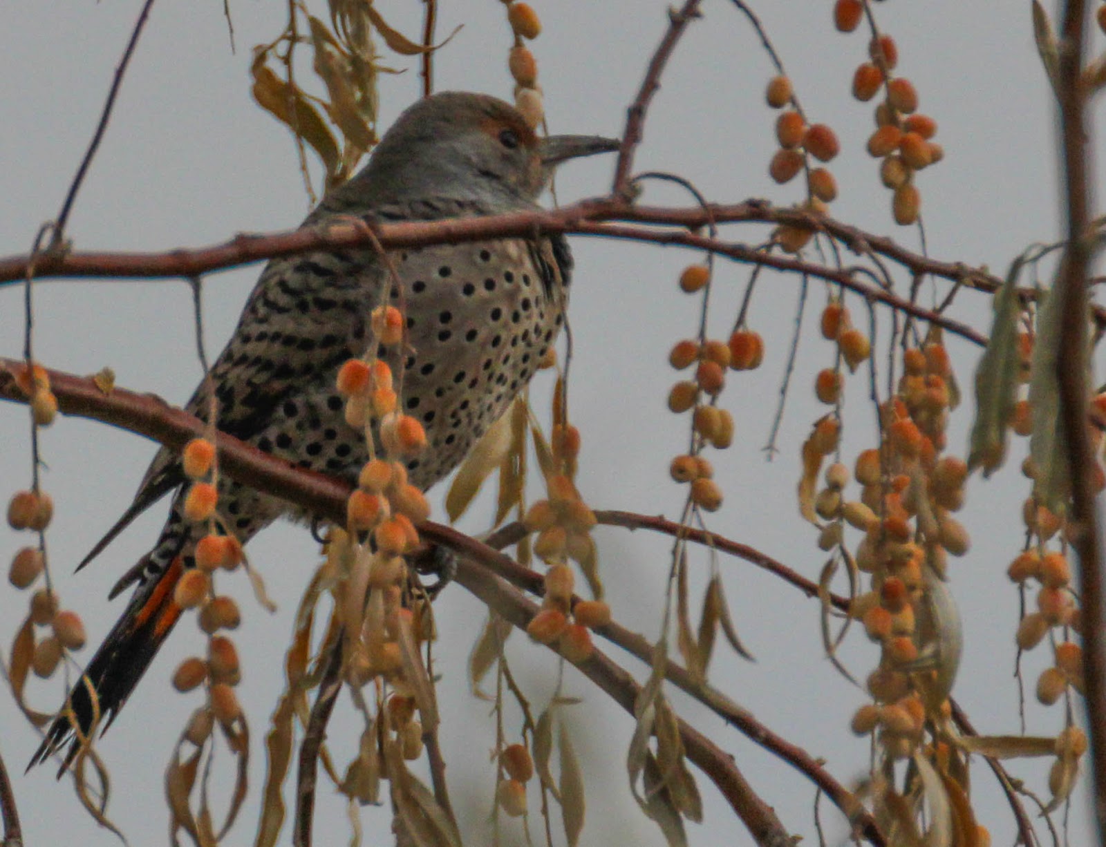 Cannundrums: Western Red-Shafted Flicker