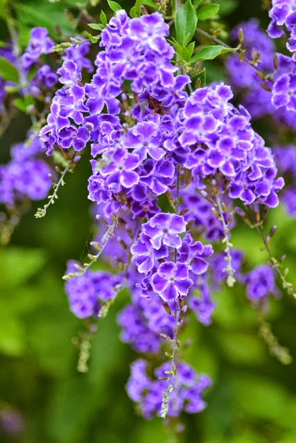 Purple Duranta