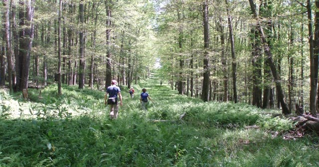 PA Environment Digest Blog: DCNR Designates 5 New State Forest Wild ...