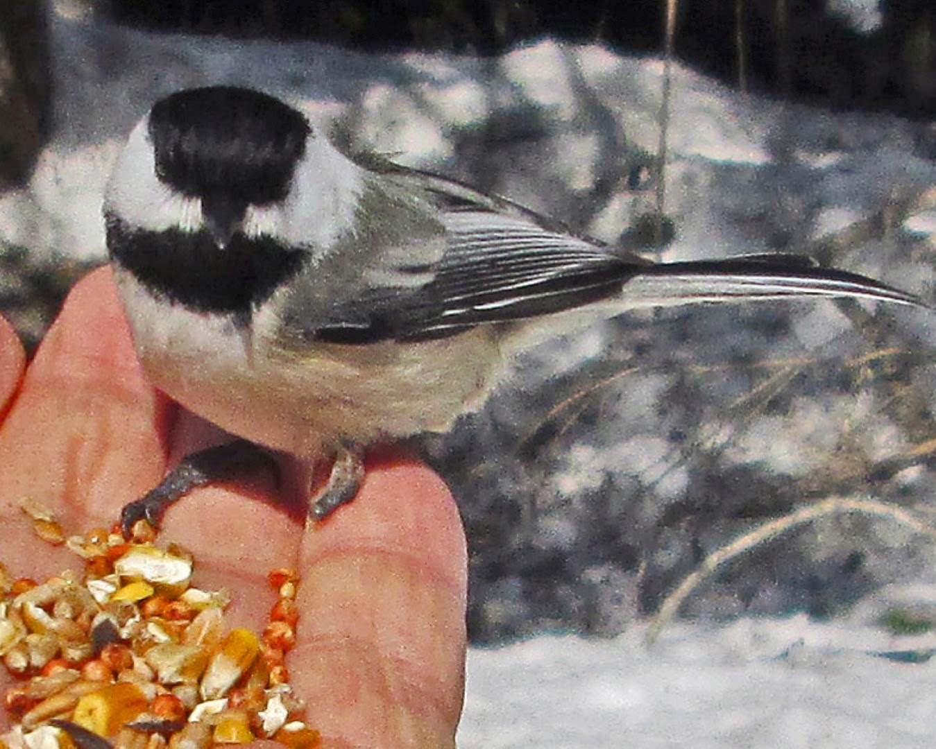 Wild in Pictures: Ducks, Chickadee,Eagles & a Happy Beaver