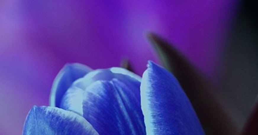 McPepo: Tulipan Azul