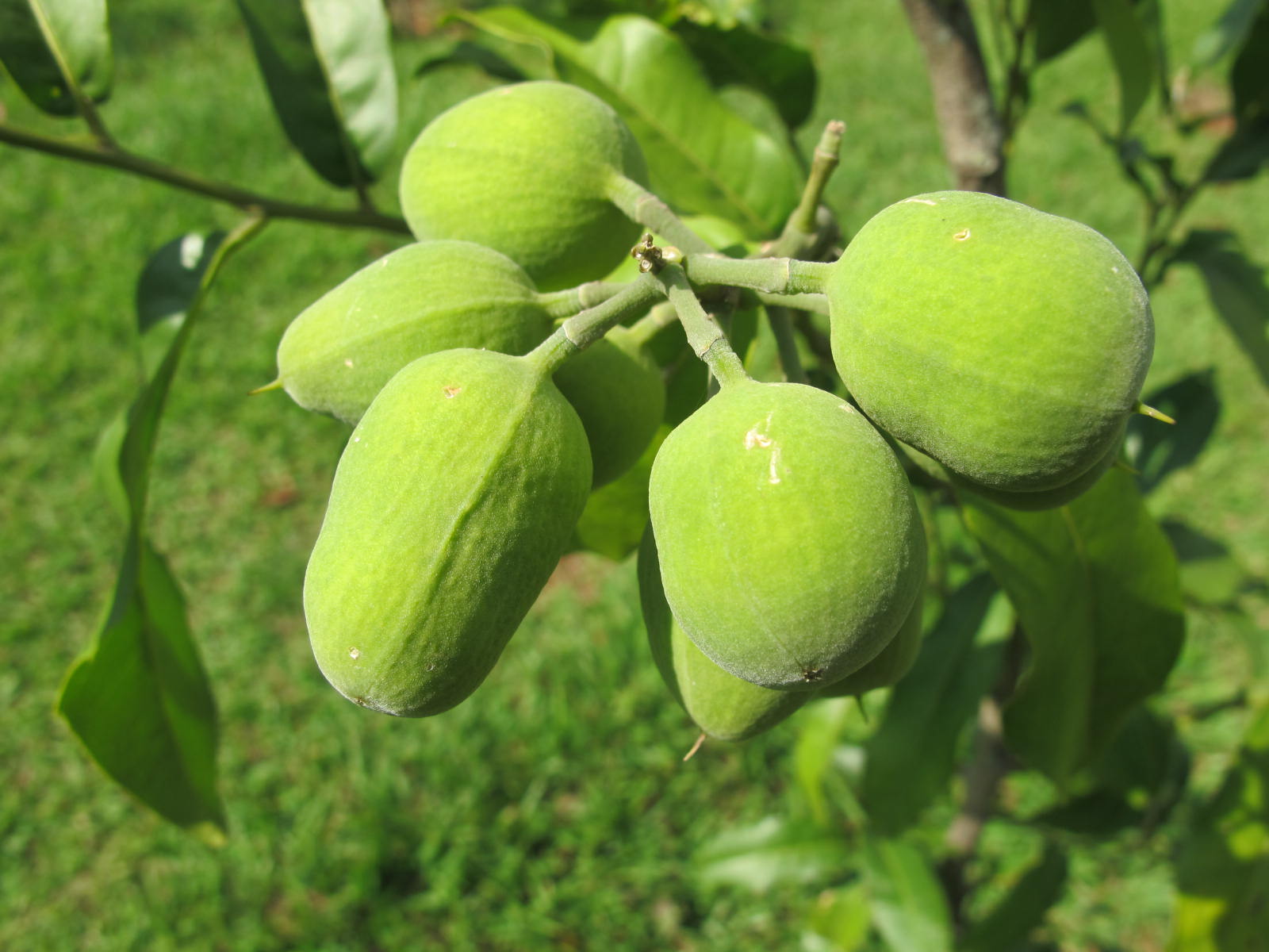 Fabaceae - Leguminosae no Brasil: Zollernia