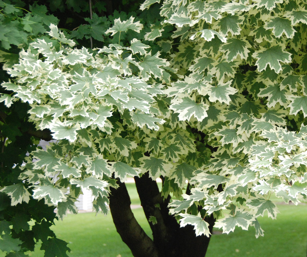 Gaia Garden: An Exciting Variation on a Theme?