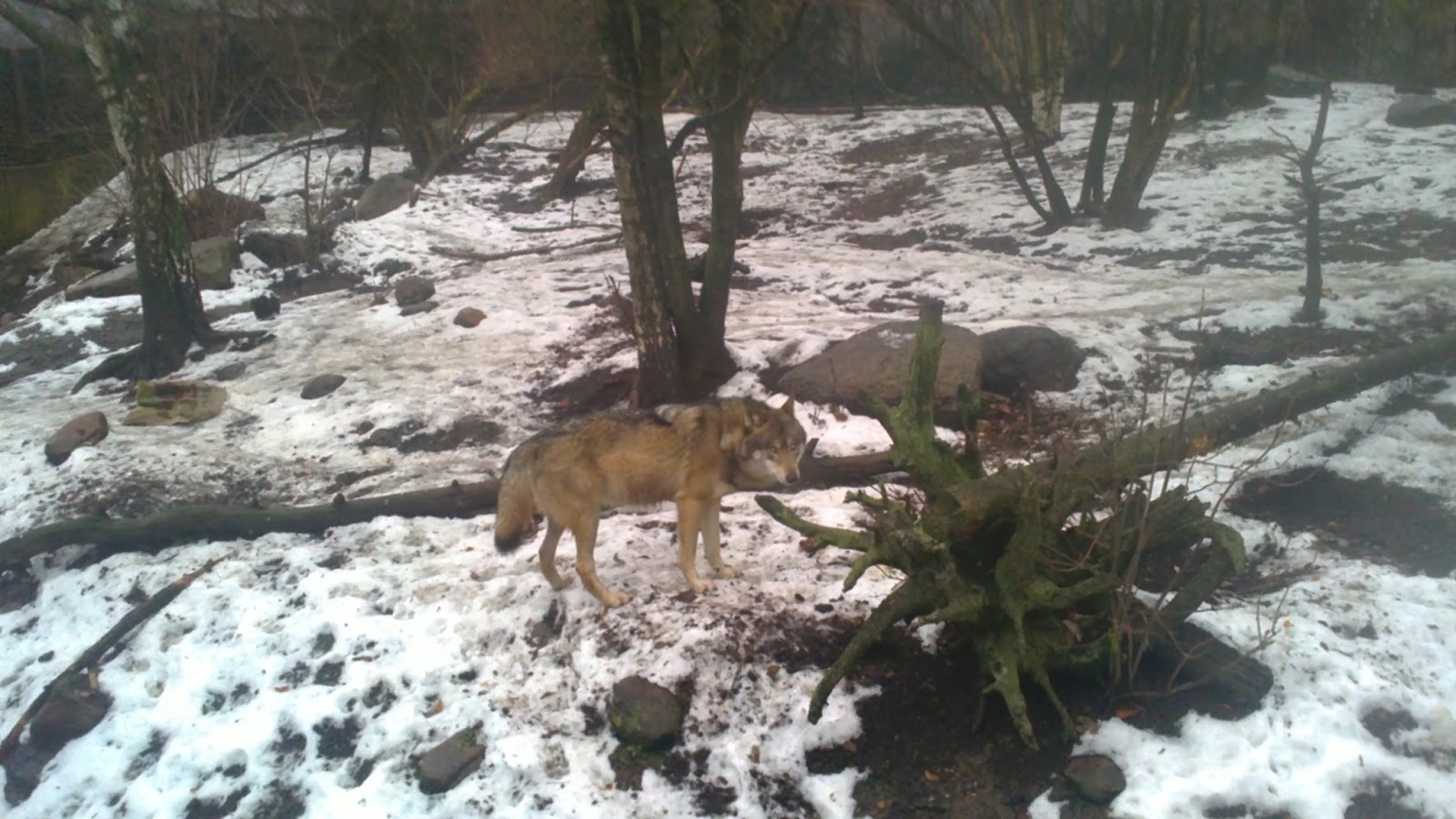 Brians blog: Wolves are back in Denmark - Ulve tilbage i Danmark