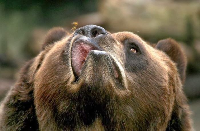 2013-12-15 | Amazing Creatures