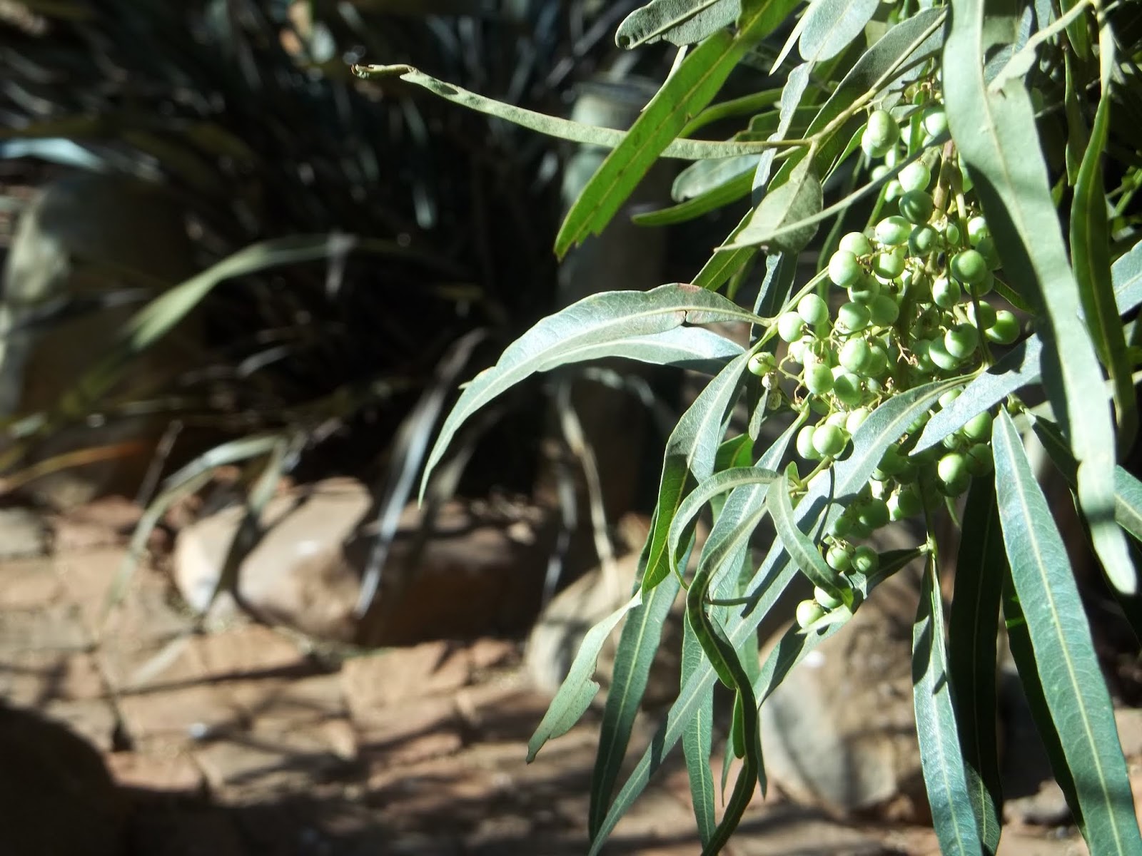 Gardening in Africa: Black Karee (Rhus lancea)