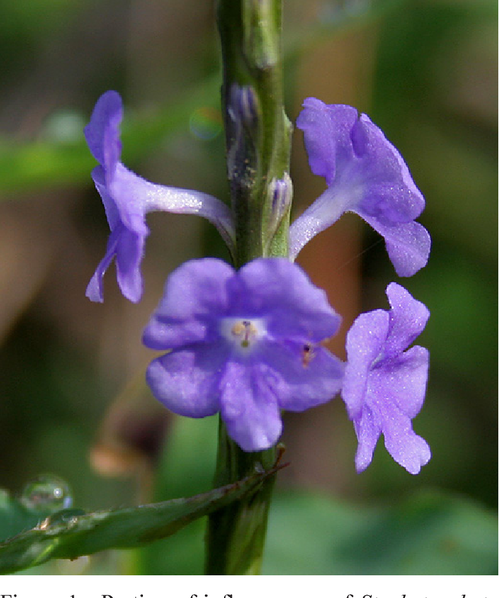 La biodiversidad del Yasuní : Historia