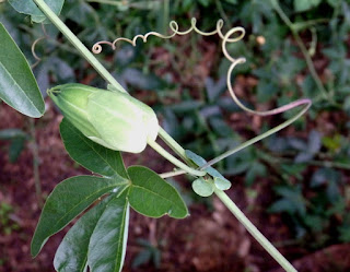 Glosario botánico con imágenes - letra F
