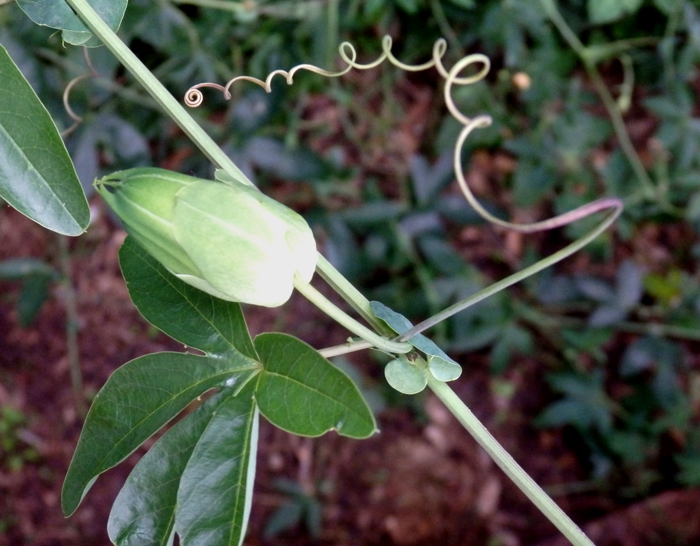 Glosario botánico con imágenes - letra F