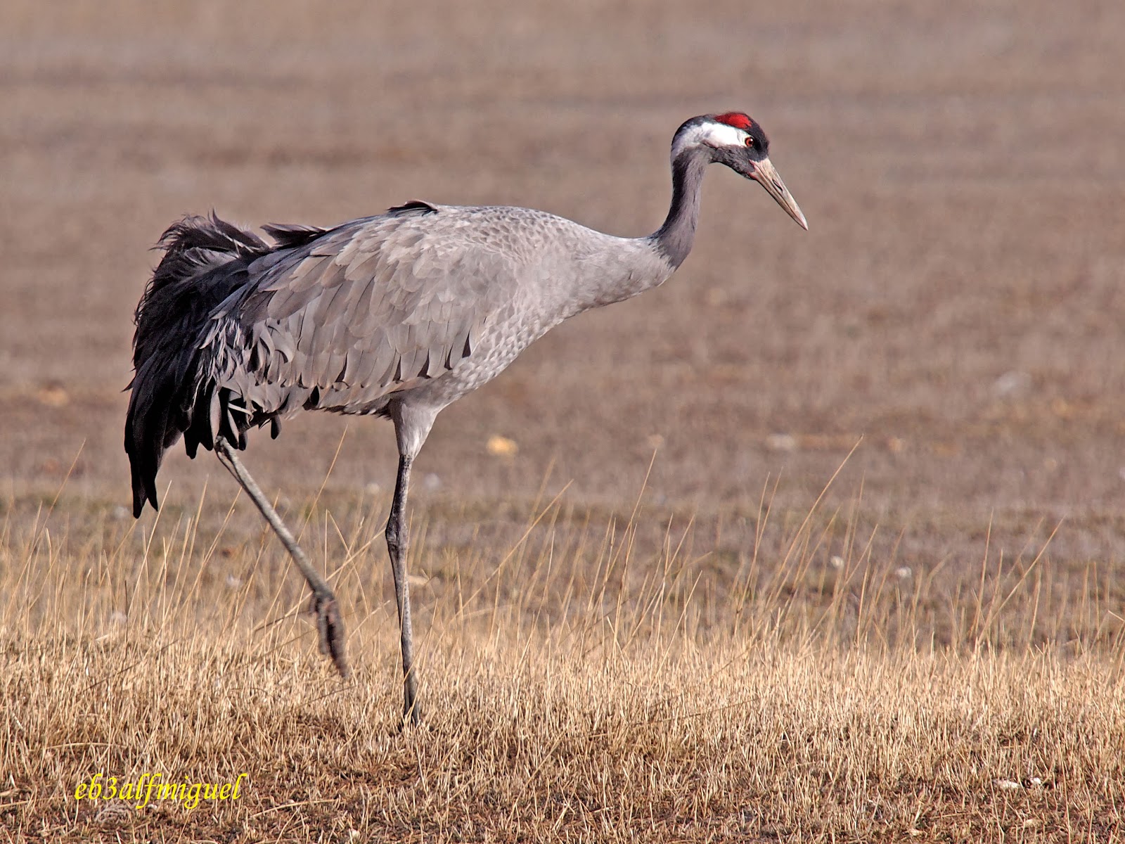 MIS AMIGAS LAS AVES: Grulla común (Grus grus)